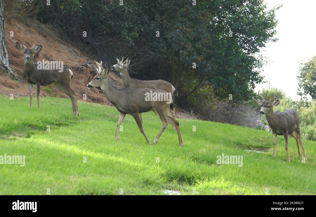 Los Angeles, California, USA 28th October 2022 Deer at Forest Lawn ...