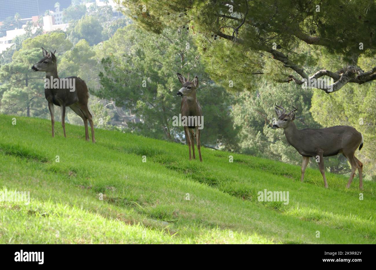 Los Angeles, California, USA 28th October 2022 Deer at Forest Lawn ...