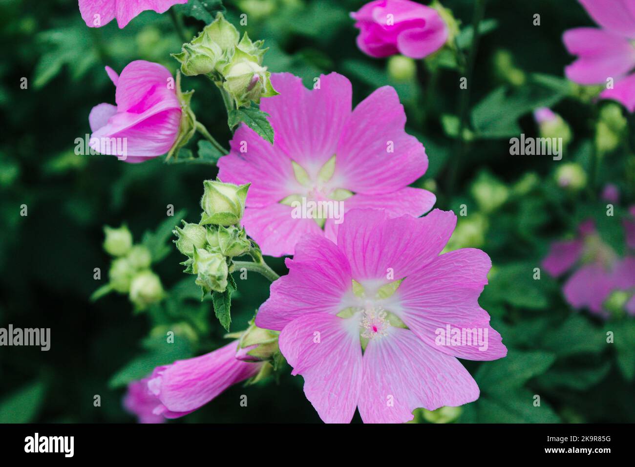 Pink mallow flower hi-res stock photography and images - Alamy
