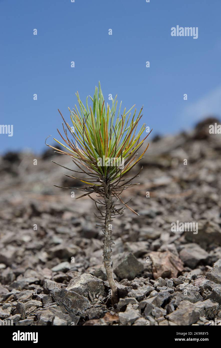 Shoot of Canary Island pine Pinus canariensis. Integral Natural Reserve ...