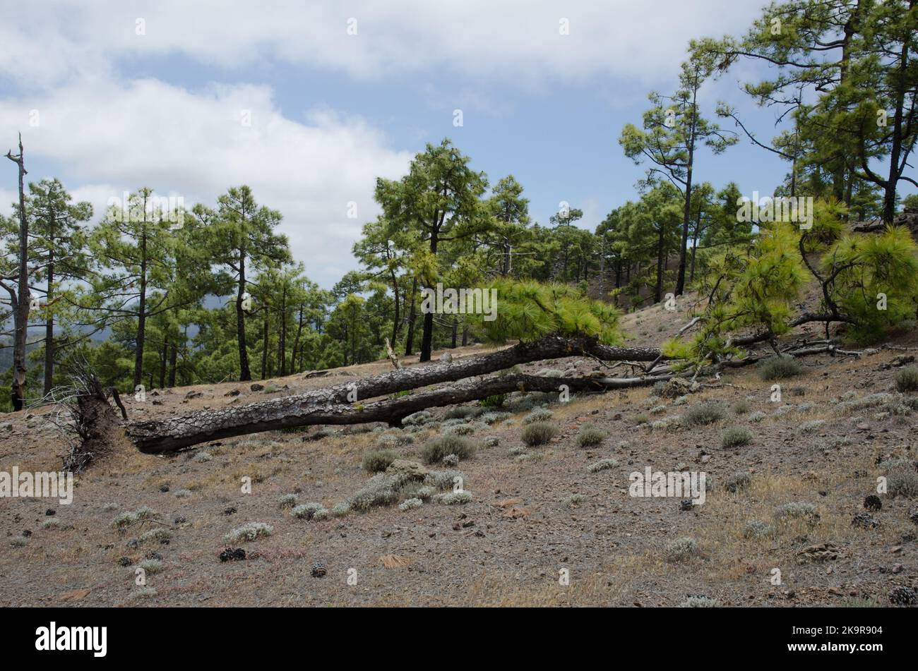 Canary Island pine Pinus canariensis fallen but alive. Las Brujas ...