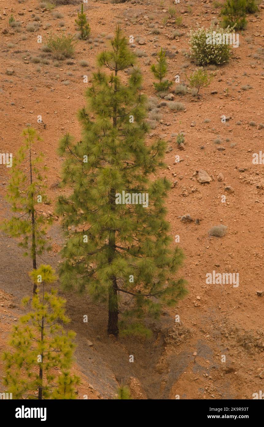 Canary Island pines Pinus canariensis. Integral Natural Reserve of ...