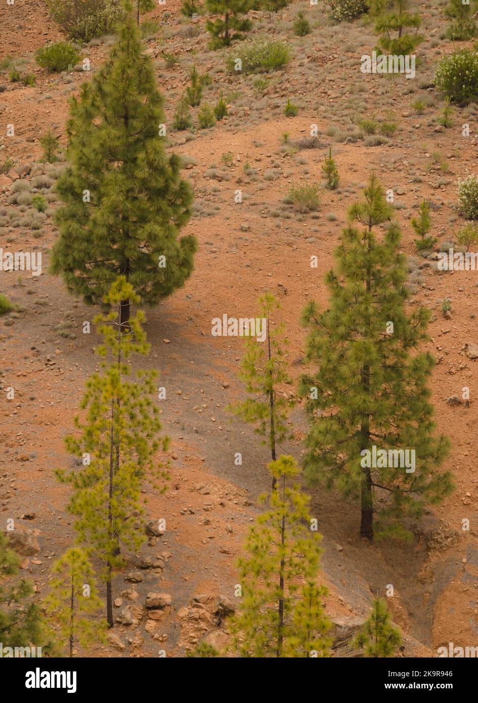 Canary Island pines Pinus canariensis. Integral Natural Reserve of ...