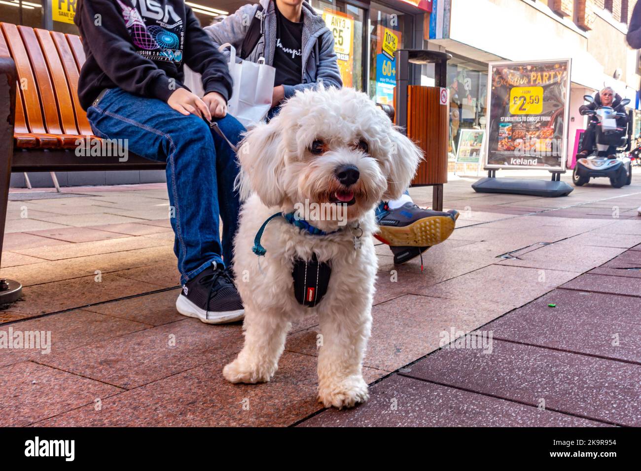 Portrait of a small, white, cute cavapoo dog on a walk through a ...