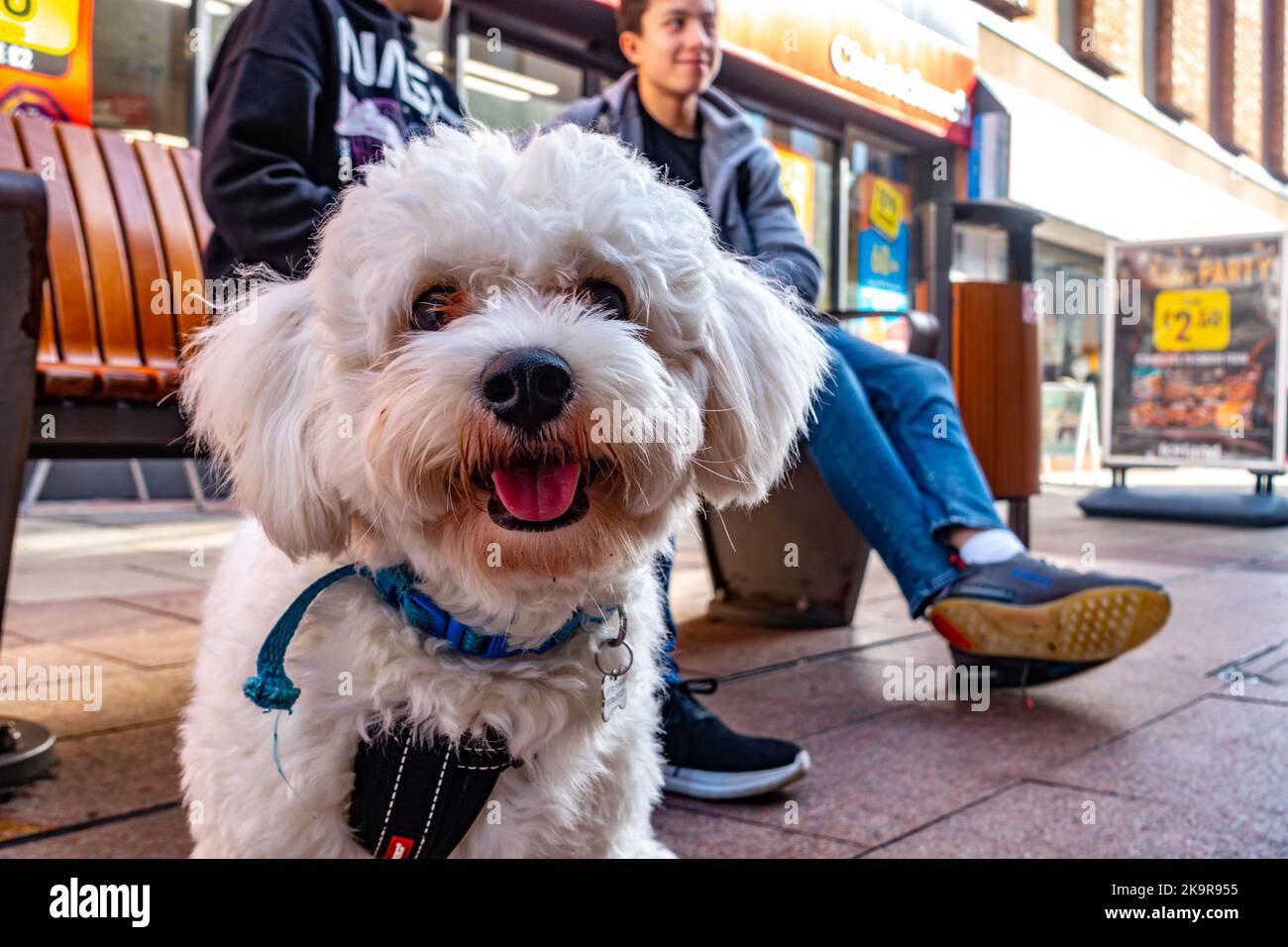 Portrait of a small, white, cute cavapoo dog on a walk through a ...