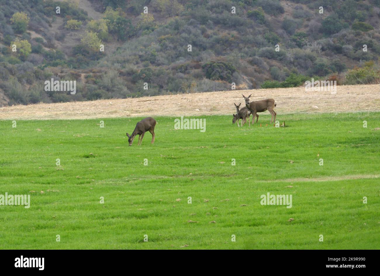 Los Angeles, California, USA 28th October 2022 Deer at Forest Lawn ...