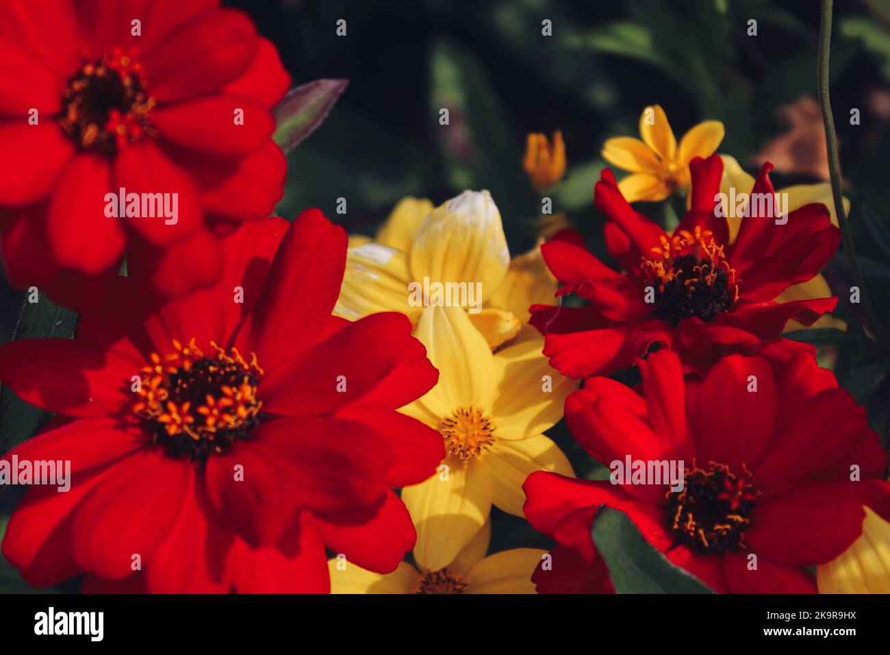 Red and yellow gardens rudbeckia flower. Rudbecia in landscape design ...