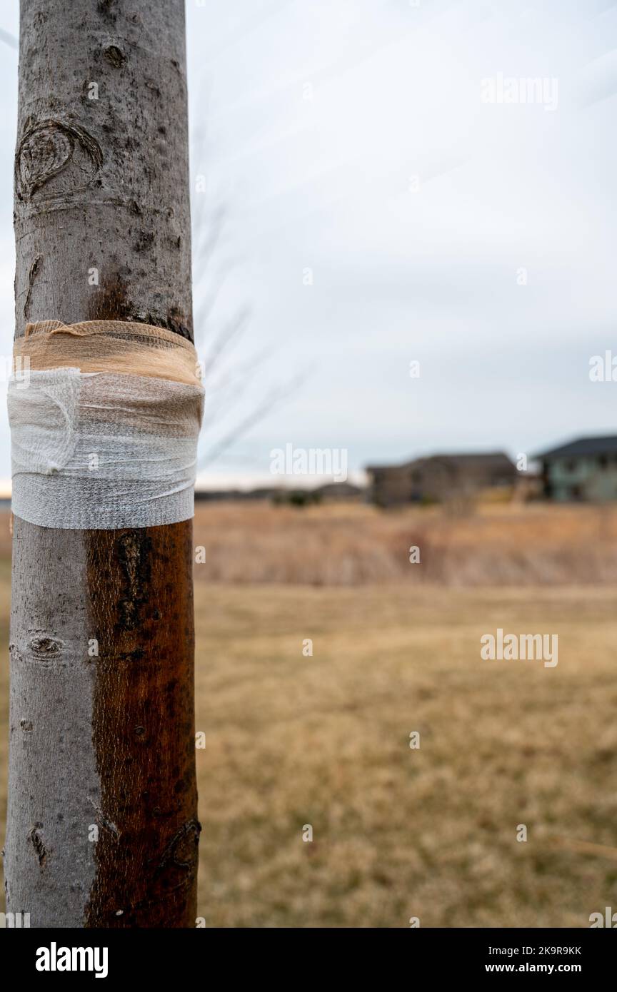 Damaged tree with sap weeping down the bark and a protective bandage ...