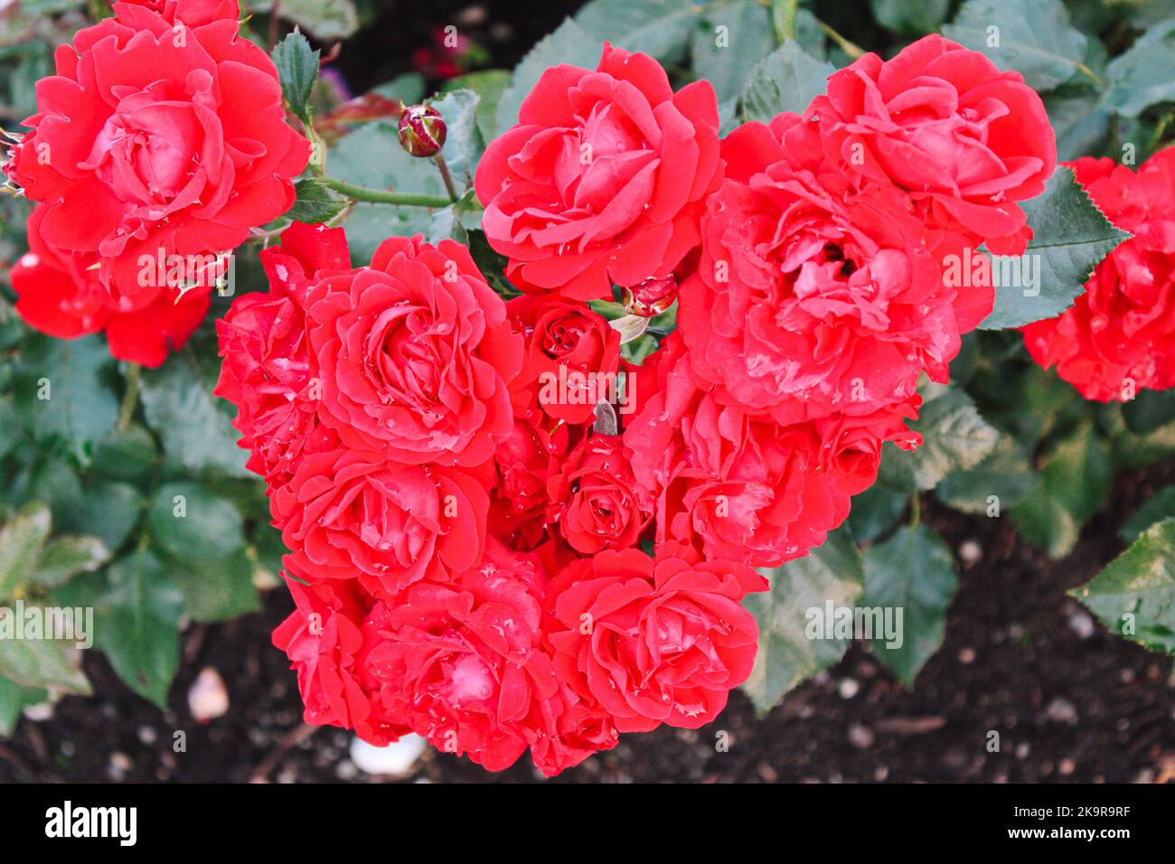 Natural red roses background with green leaves, natural texture ...
