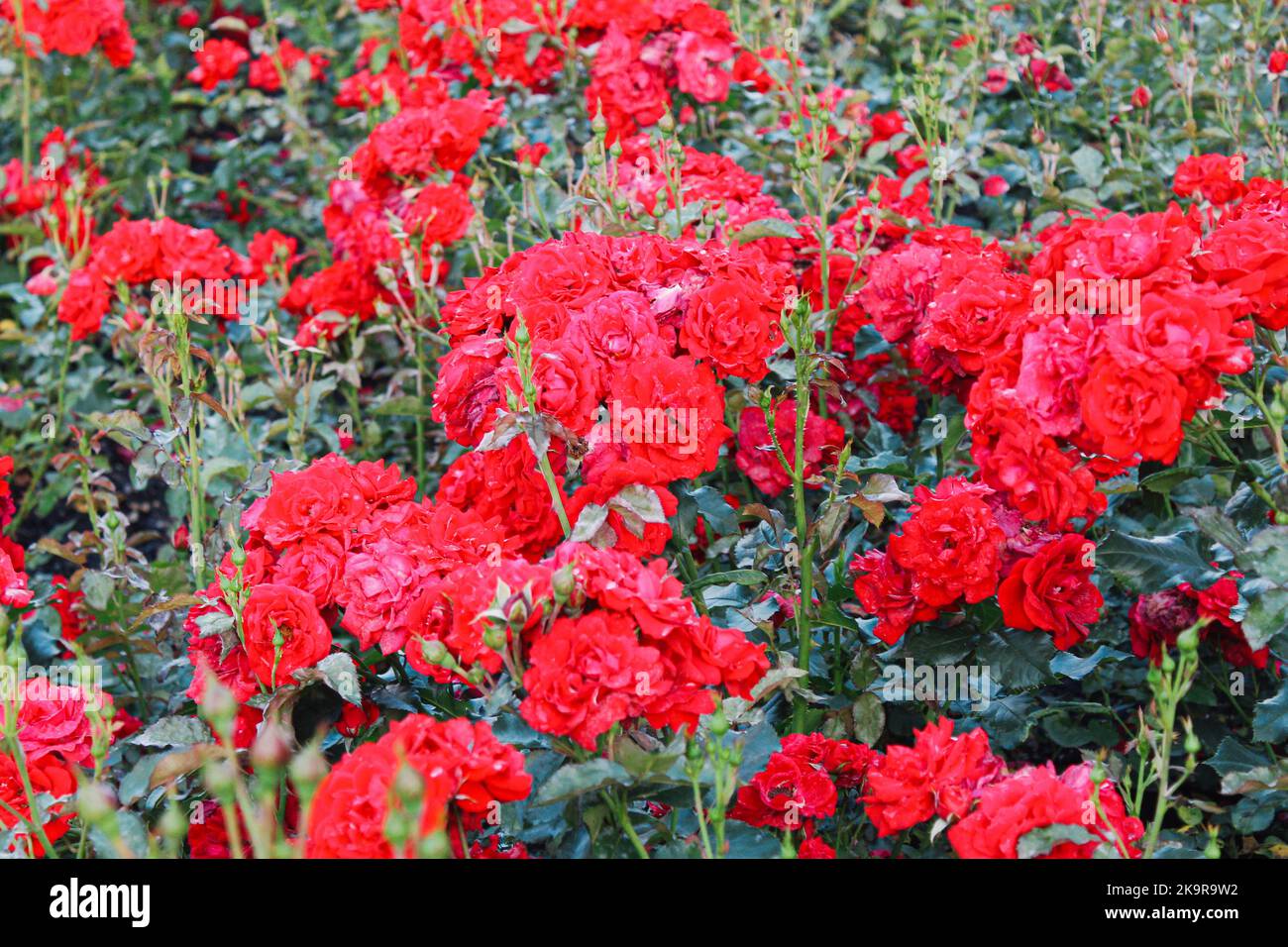 Natural red roses background with green leaves, natural texture ...