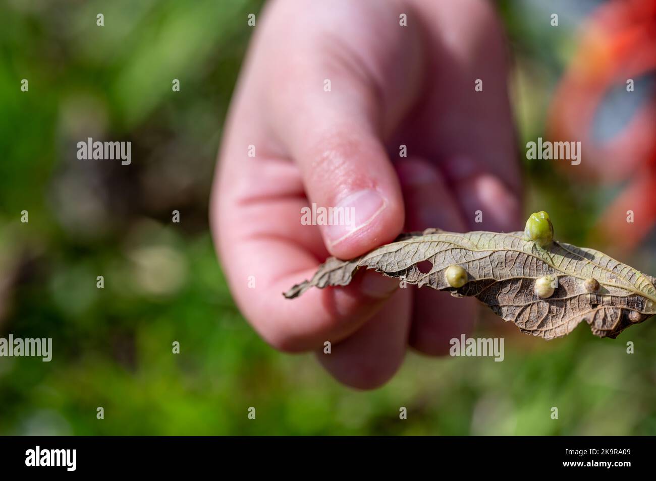 Hand holding a leaf with gall parasites on it Stock Photo - Alamy