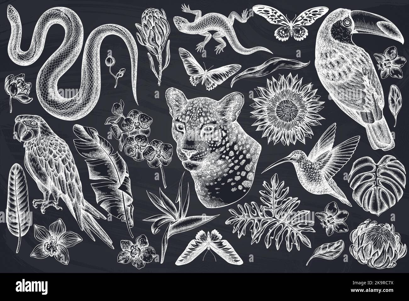 Tropical animals hand drawn vector illustrations collection. Chalk ...
