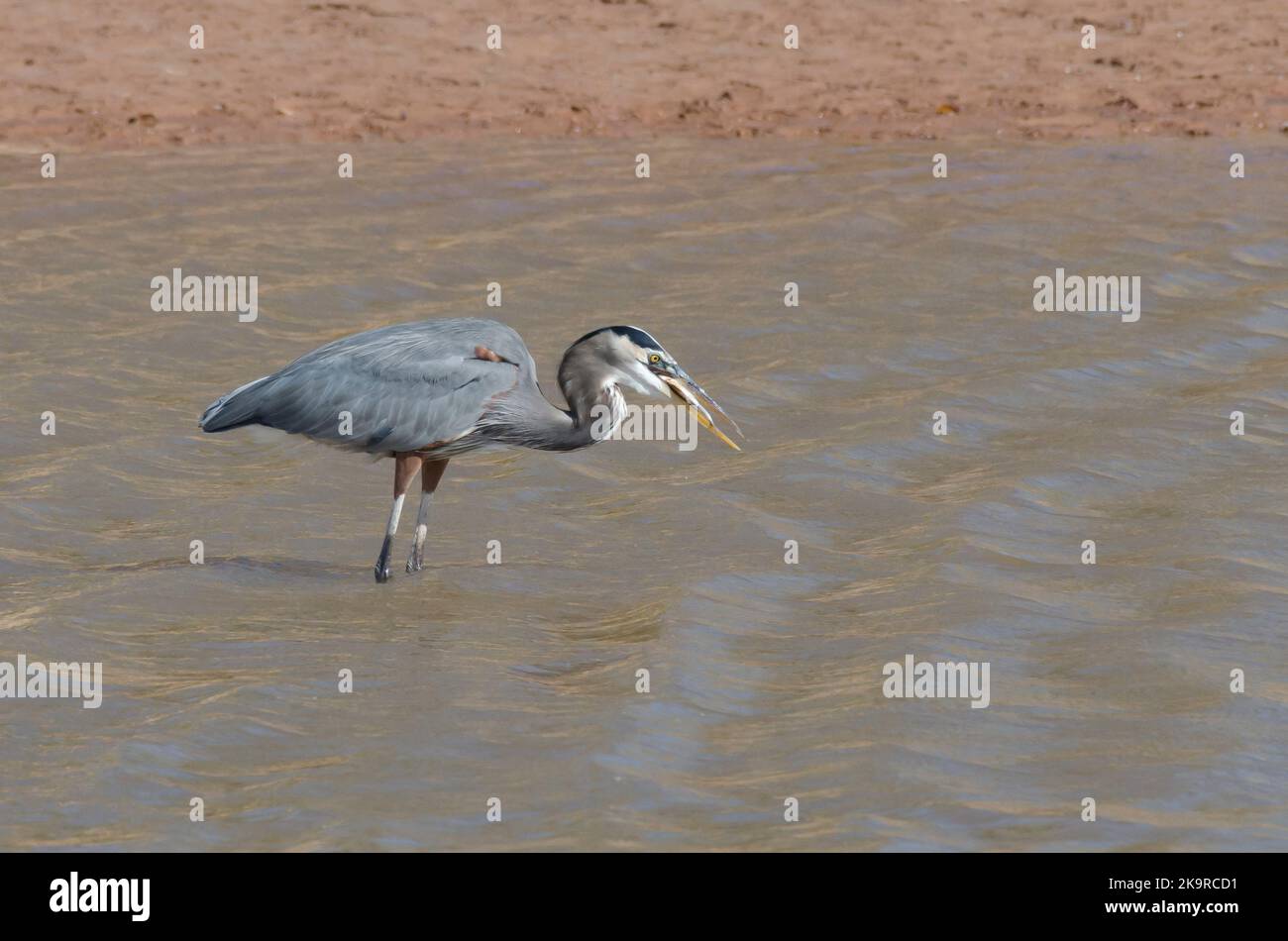 Heron swallowing fish hi-res stock photography and images - Alamy