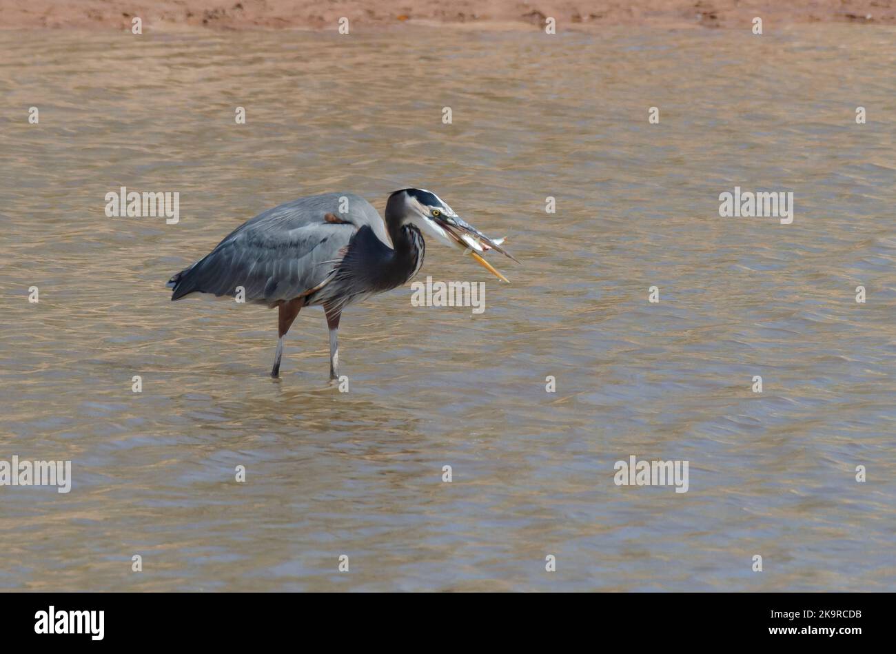 Great Blue Heron, Ardea herodias, swallowing freshly caught fish Stock ...