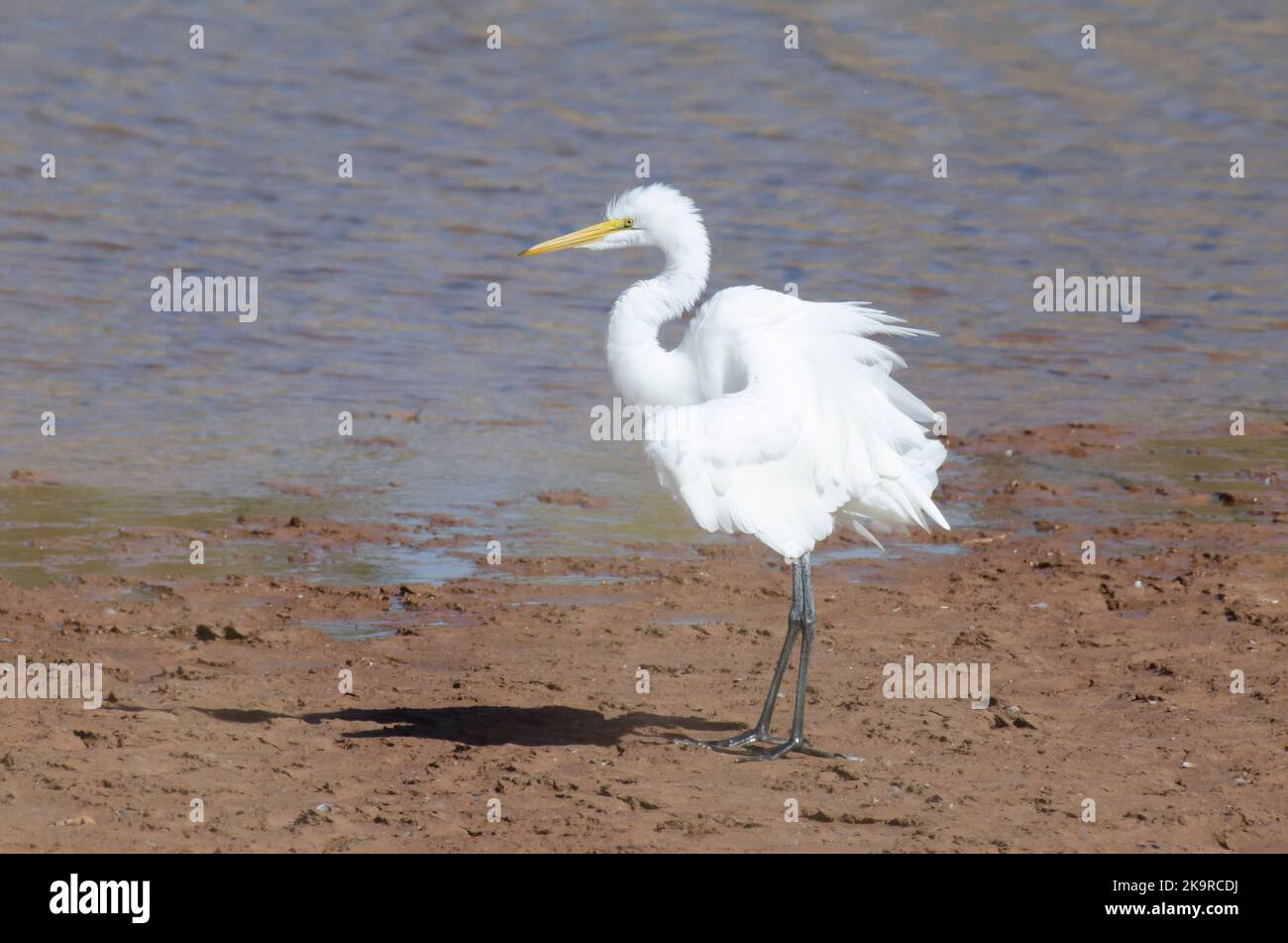 Great Egret, Ardea alba, fluffing feathers Stock Photo - Alamy