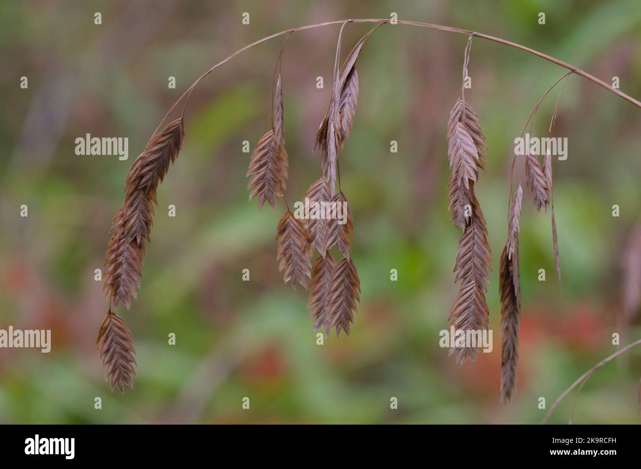 Indian Wood Oats, Chasmanthium latifolium, with mature seedheads in ...