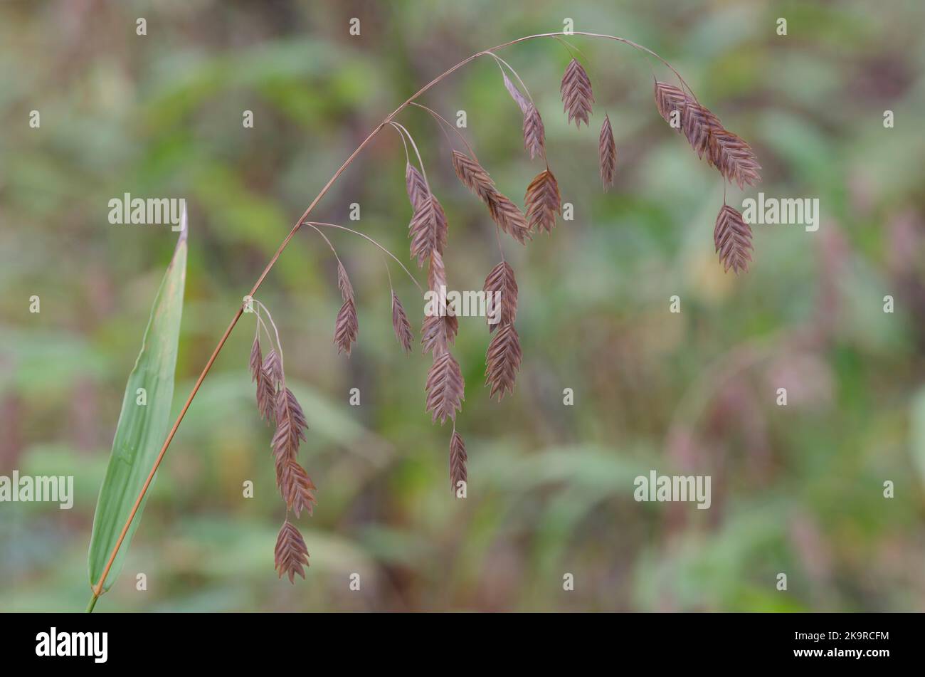 Indian Wood Oats, Chasmanthium latifolium, with mature seedheads in ...