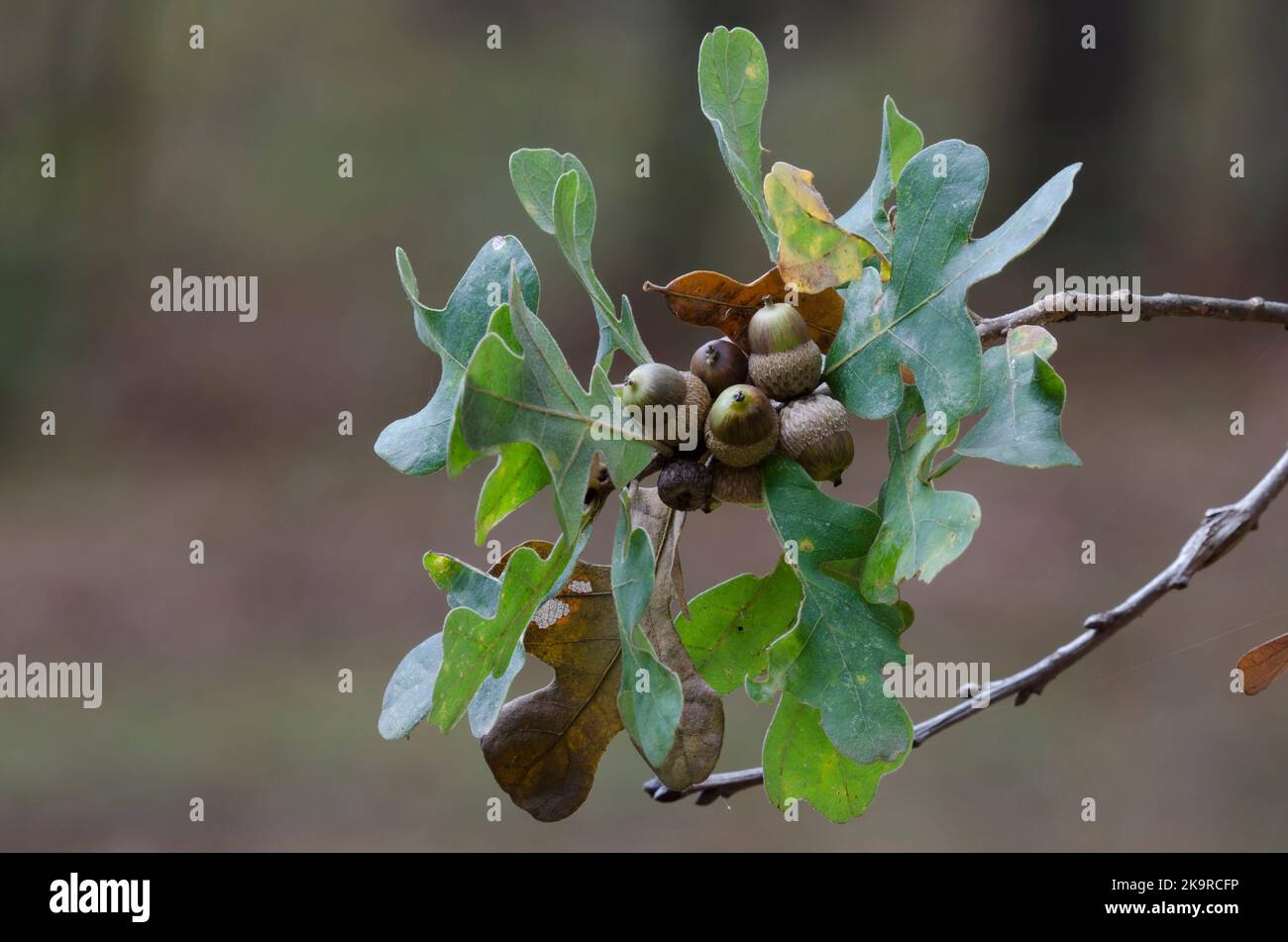 Post Oak, Quercus stellata, leaves and acorns in fall Stock Photo - Alamy