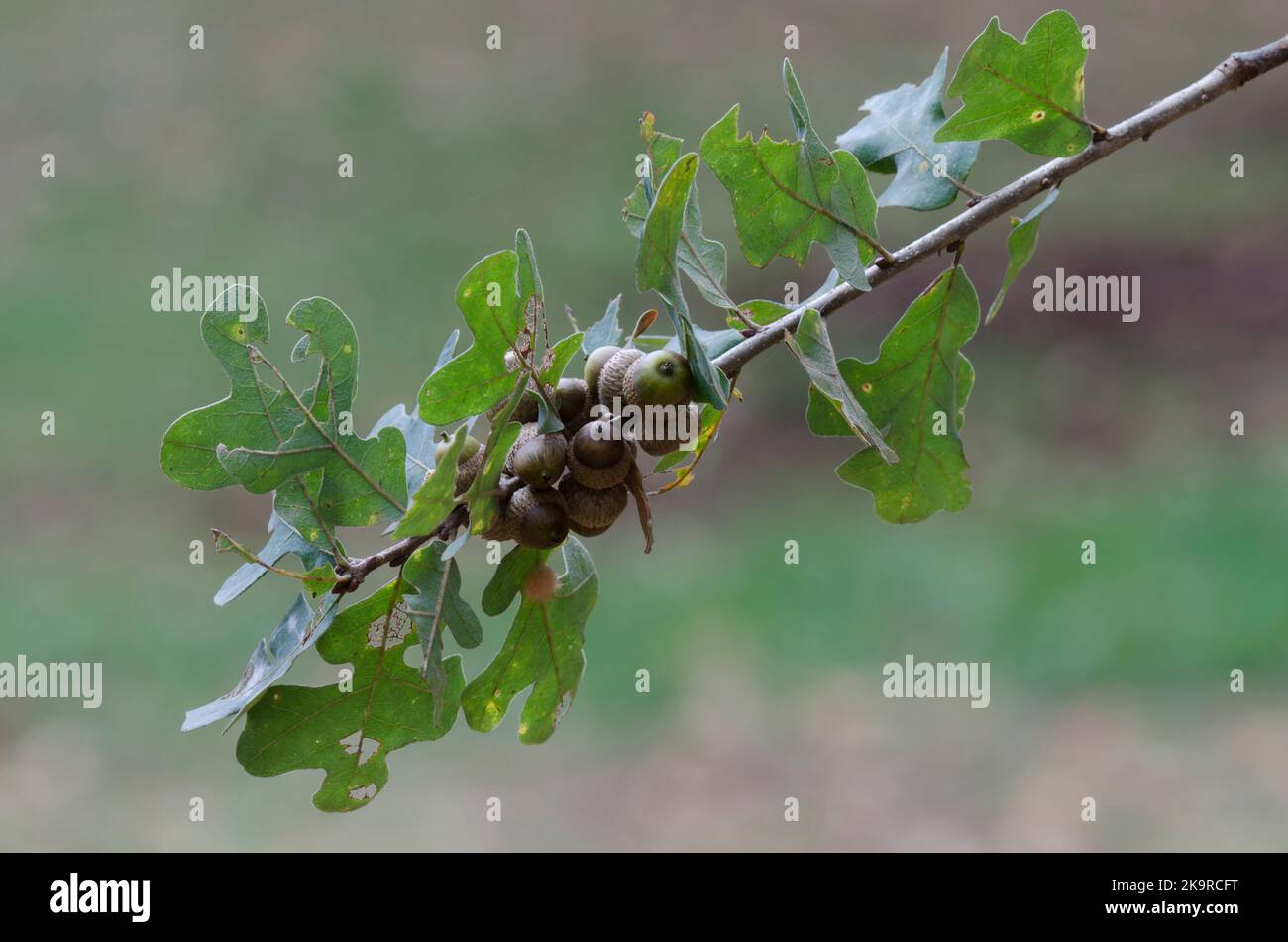 Post Oak, Quercus stellata, leaves and acorns in fall Stock Photo - Alamy