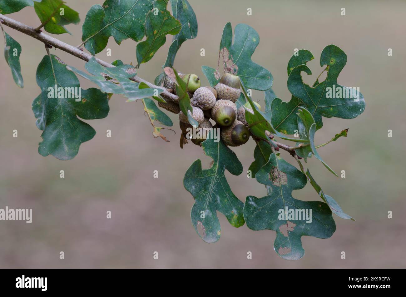 Post Oak, Quercus stellata, leaves and acorns in fall Stock Photo - Alamy