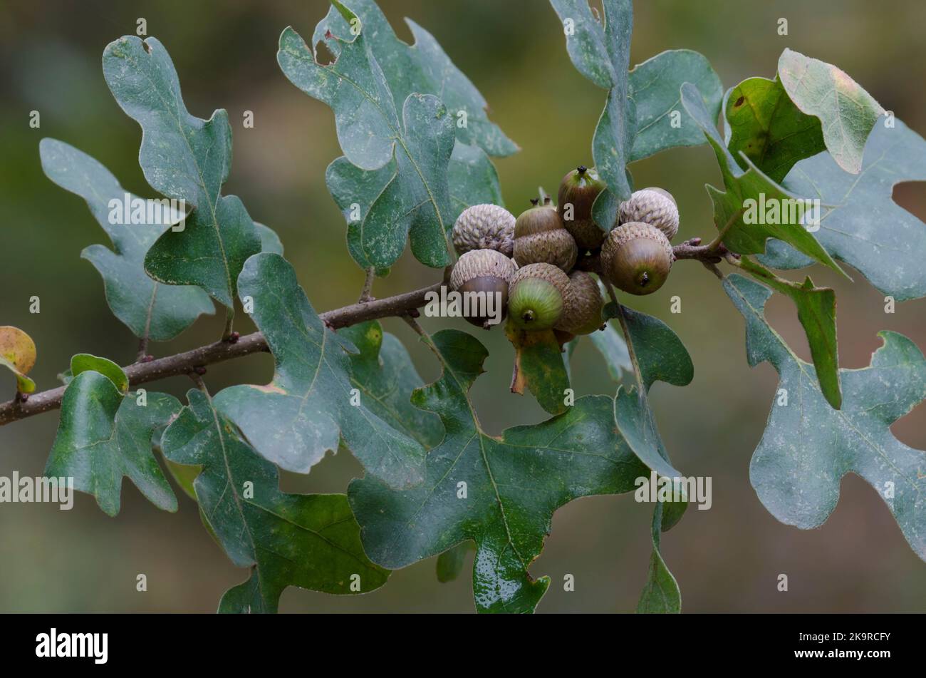 Post Oak, Quercus stellata, leaves and acorns in fall Stock Photo - Alamy