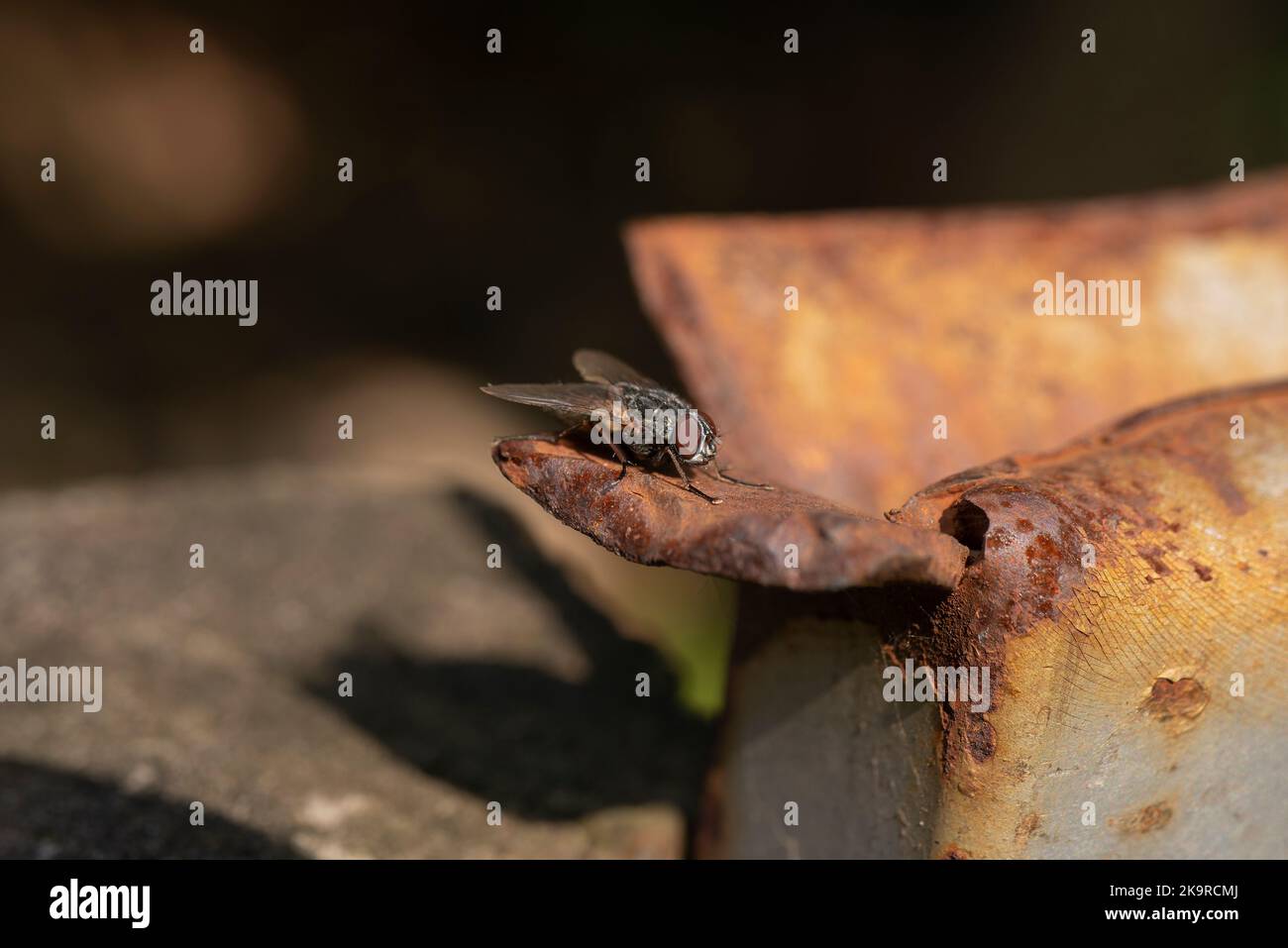Fly on a metal pole Stock Photo - Alamy