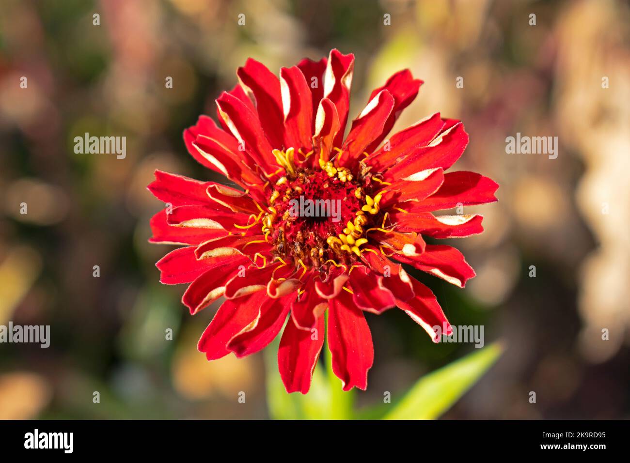 Red, Narrow Leafed Zinnia, on a Blurred Background of green and brown ...