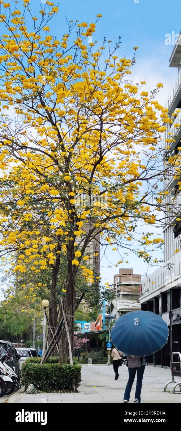 The beautiful stree view of Linkou district, New Taiepi City, Taiwan ...