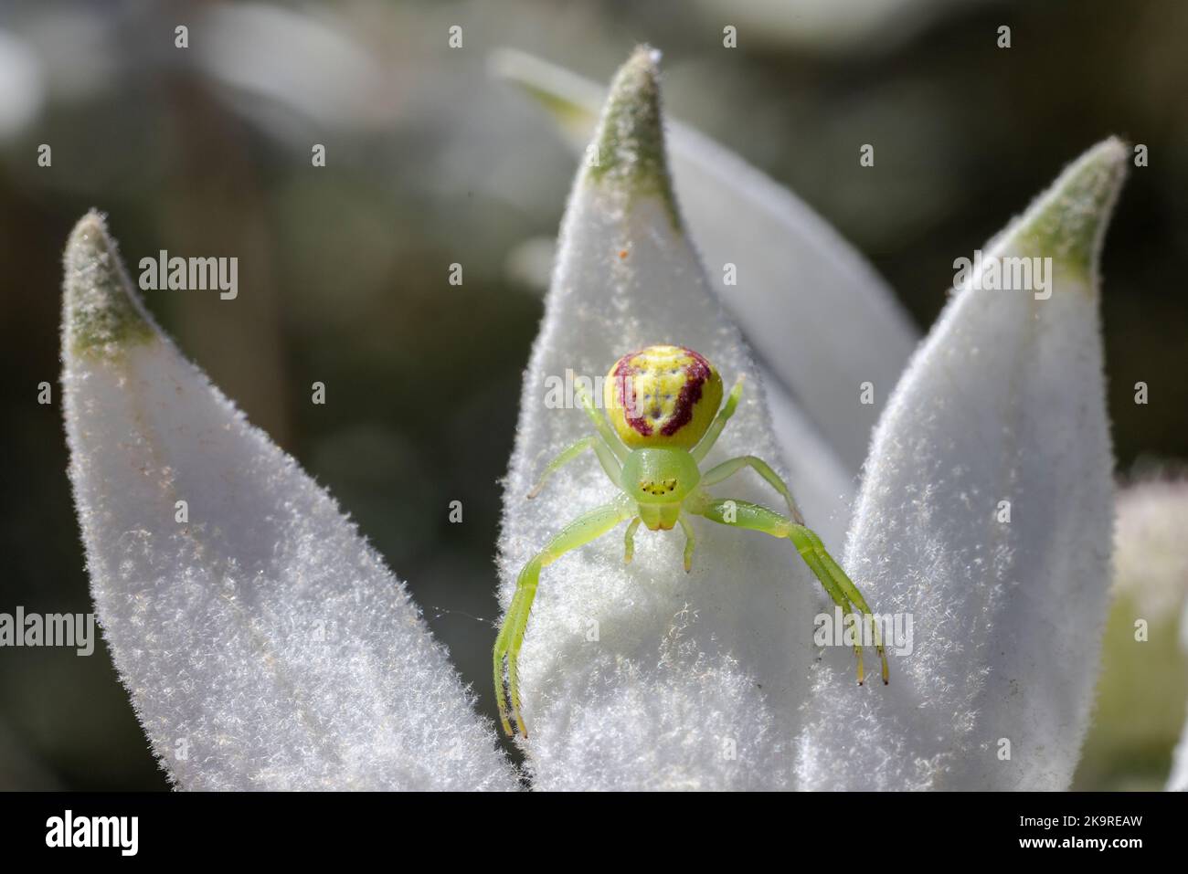 Pink Flower Spider resting on petal of a Flannel Flower Stock Photo - Alamy