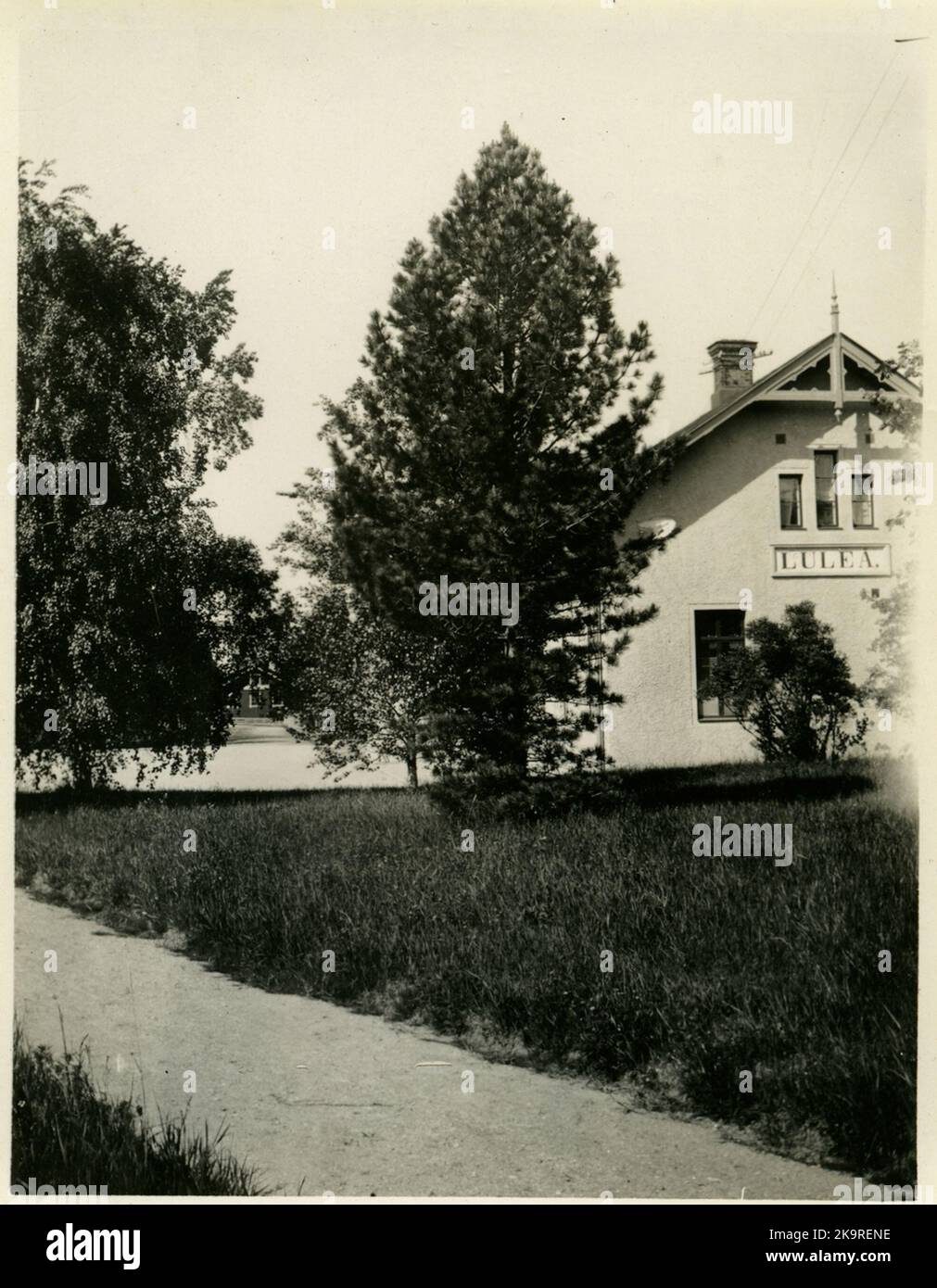 Luleå station. Cembratal (Pinus Cembra, also called bread tall Stock ...
