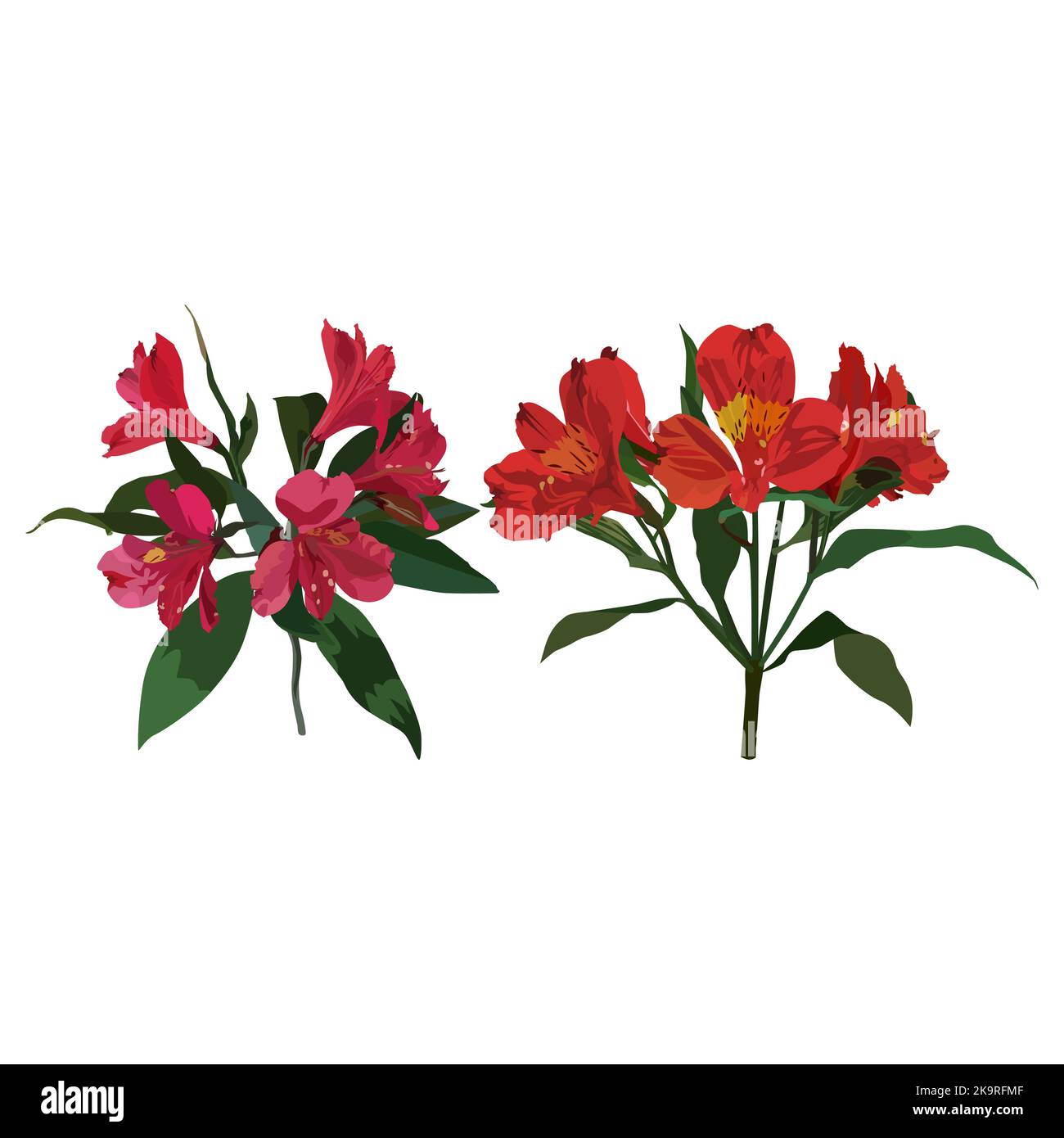 Alstroemeria red, tropical flower, Peruvian lily, vector illustration ...
