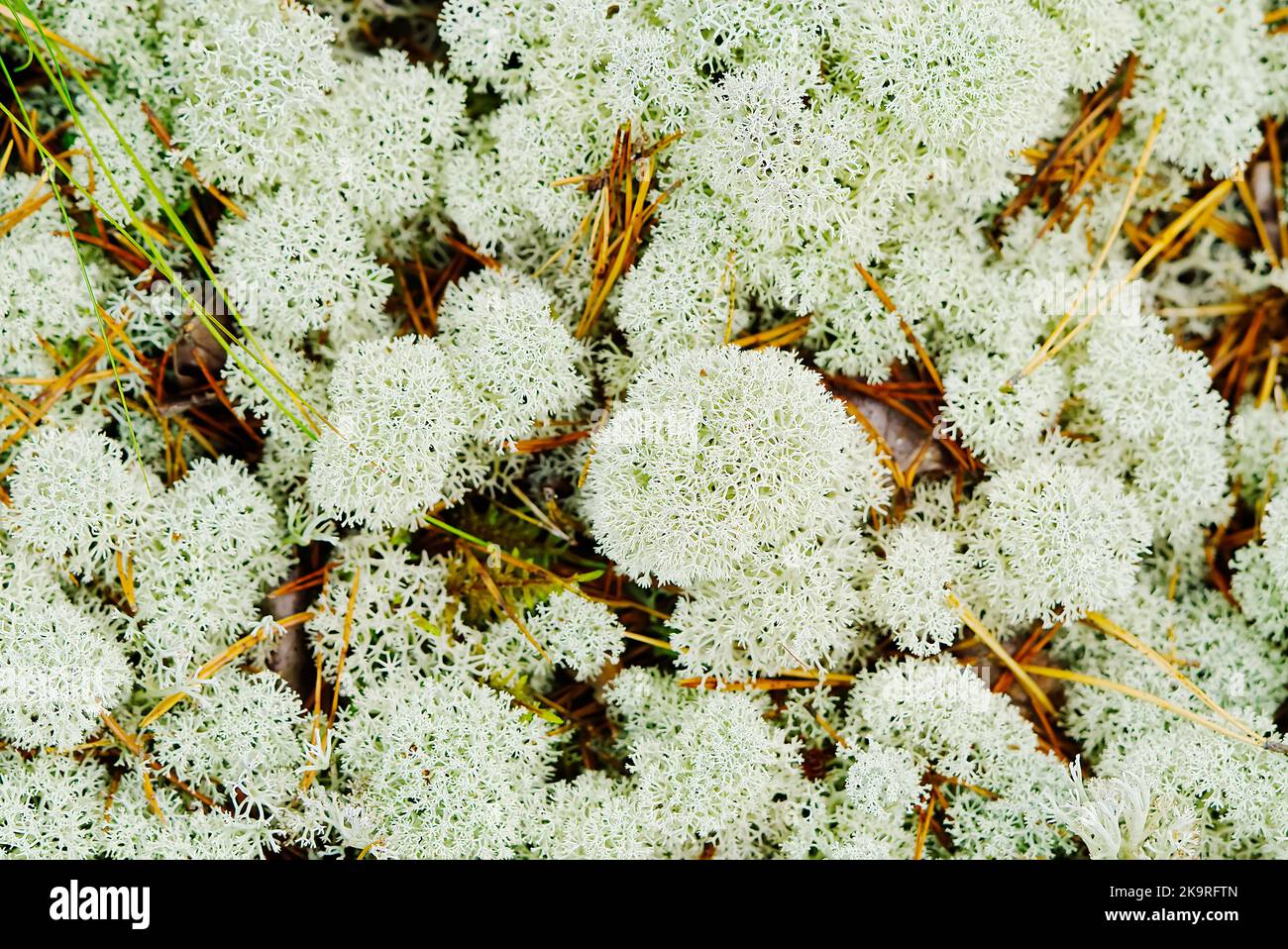 Soft moss close-up in the early morning sun in the forest. Beautiful ...
