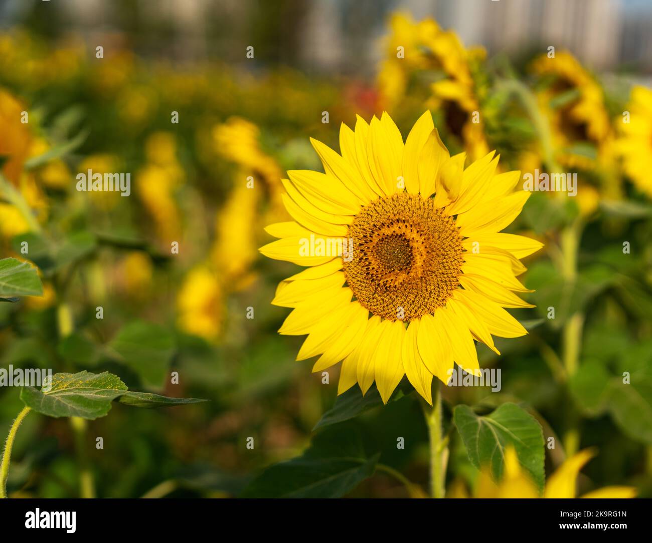 Yellow sunflower in the sunset light. Close-up. Sunflower, close-up ...