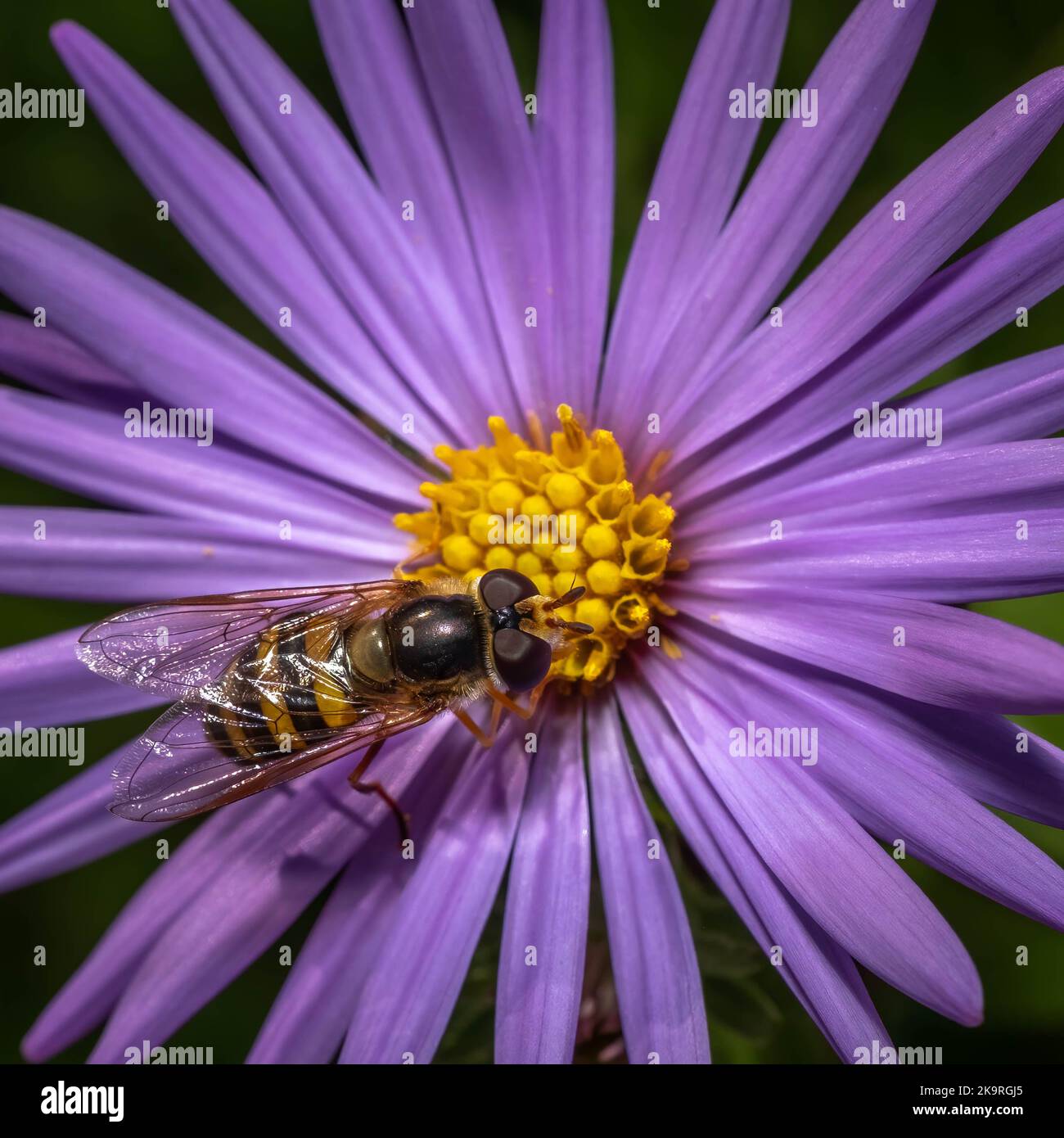North american pollinator hi-res stock photography and images - Alamy
