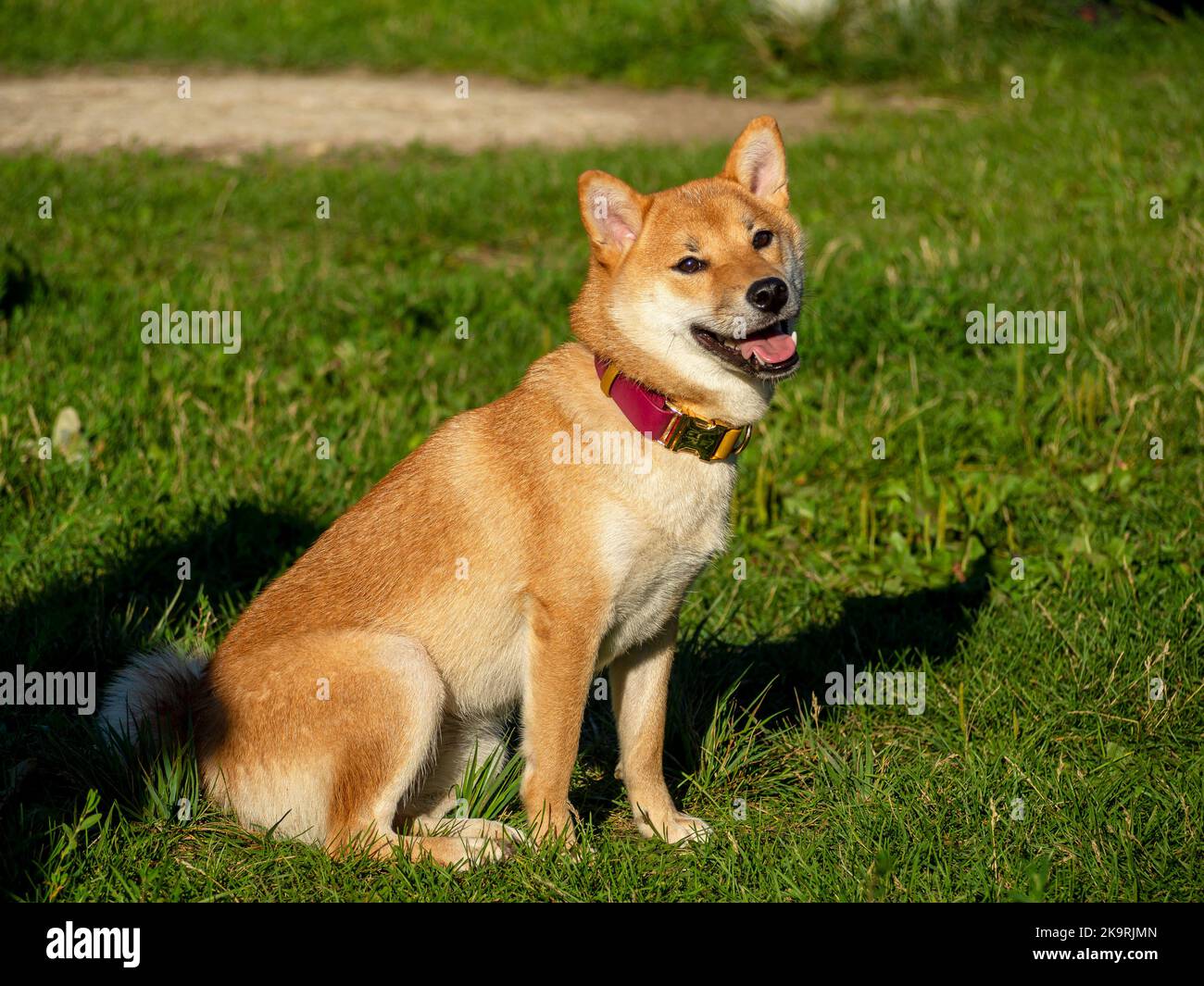 Shiba Inu plays on the dog playground in the park. Cute dog of shiba ...