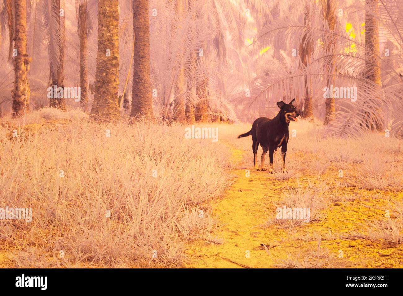 infrared image of loitering stray dog in the by plantation field Stock ...