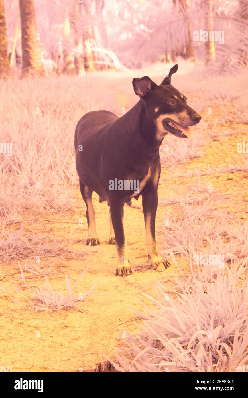 infrared image of loitering stray dog in the by plantation field Stock ...