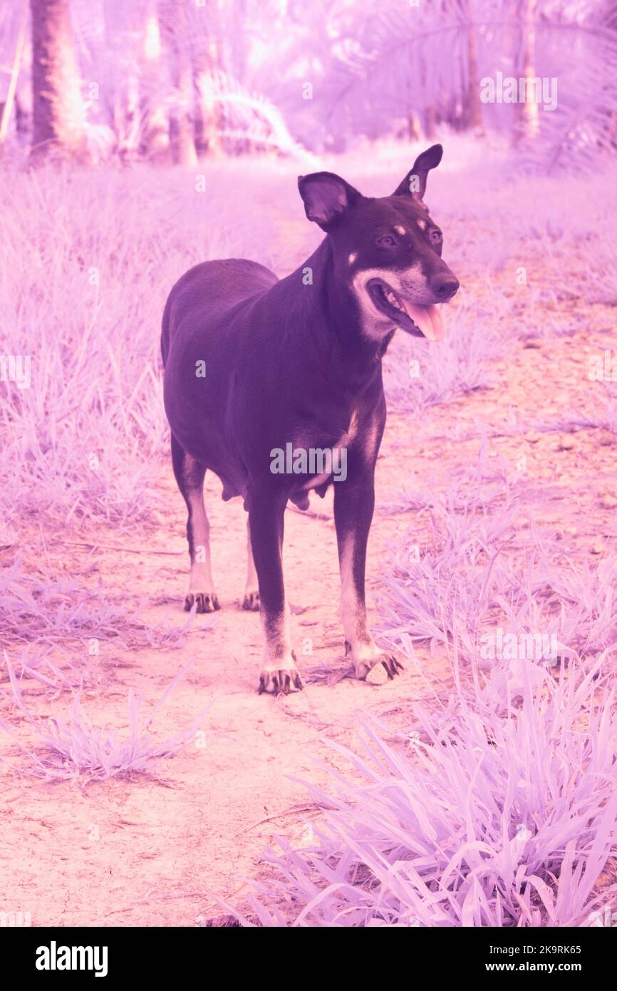 infrared image of loitering stray dog in the by plantation field Stock ...