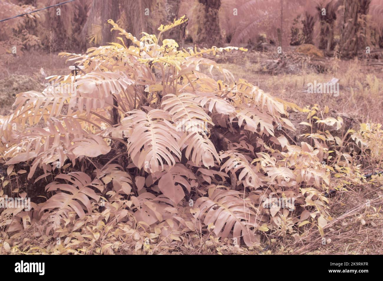infrared landscape scene at the outdoor plantation overgrown bushes ...