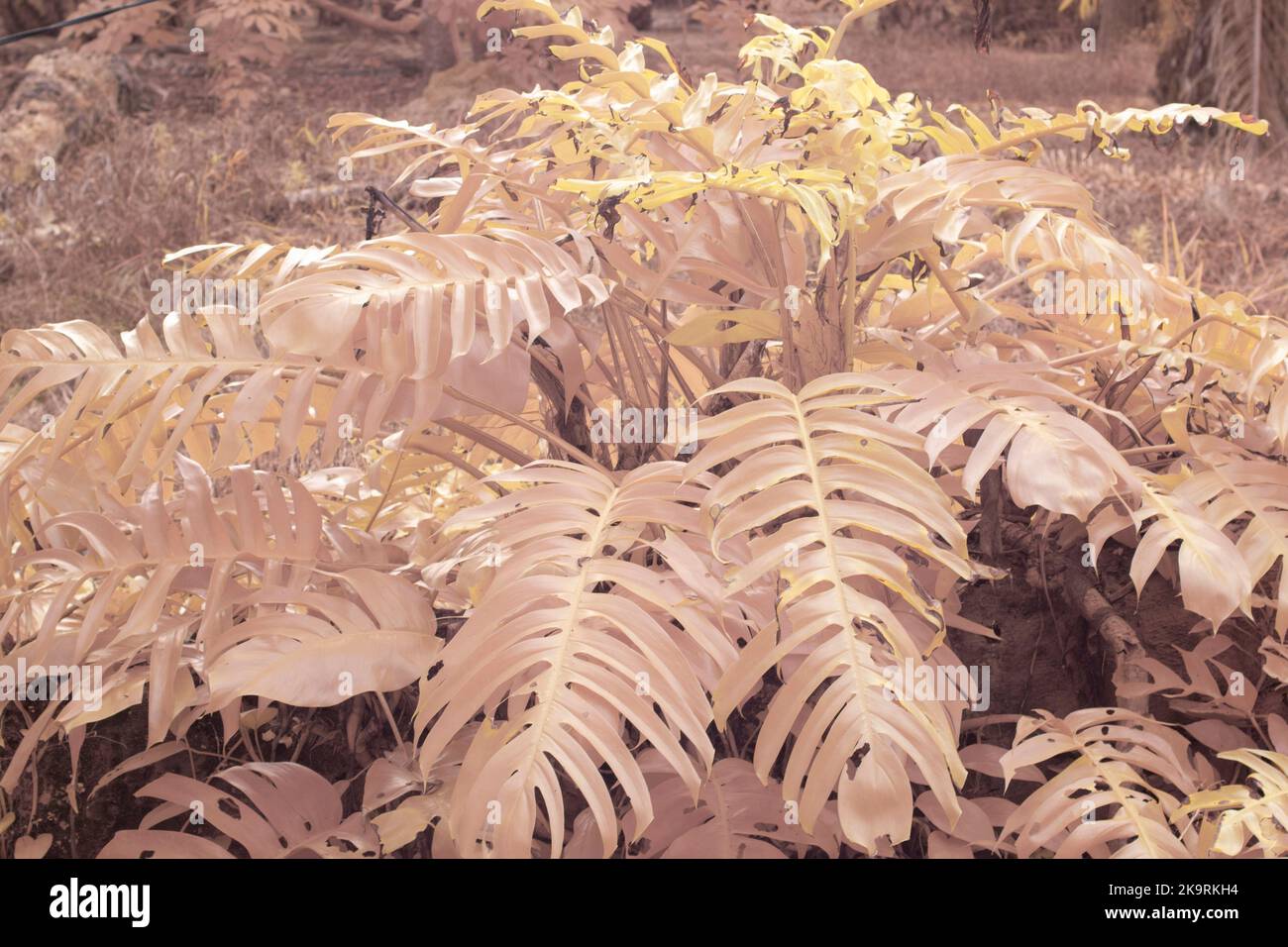 infrared landscape scene at the outdoor plantation overgrown bushes ...