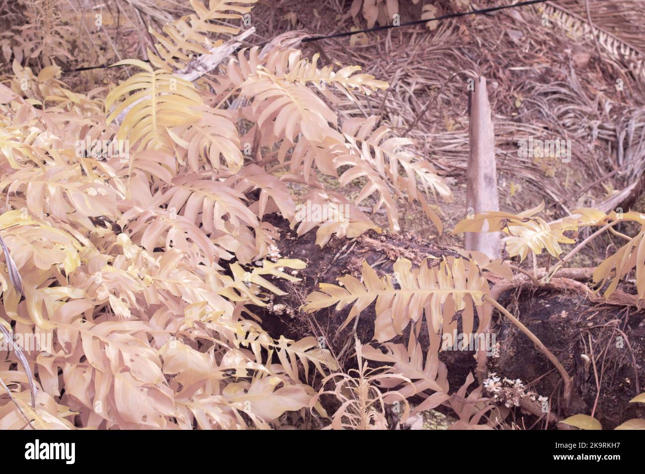 infrared landscape scene at the outdoor plantation overgrown bushes ...