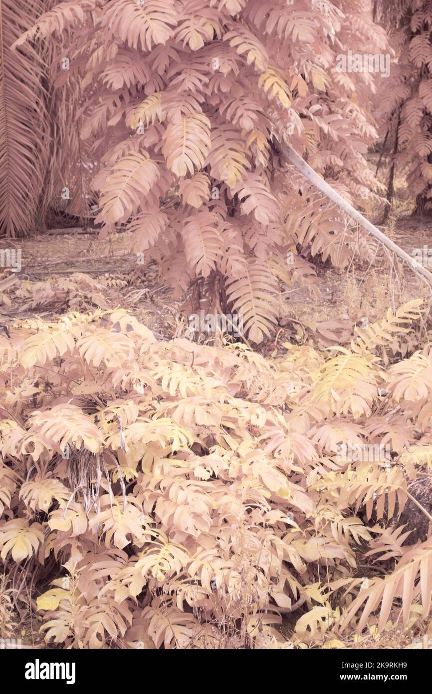 infrared landscape scene at the outdoor plantation overgrown bushes ...