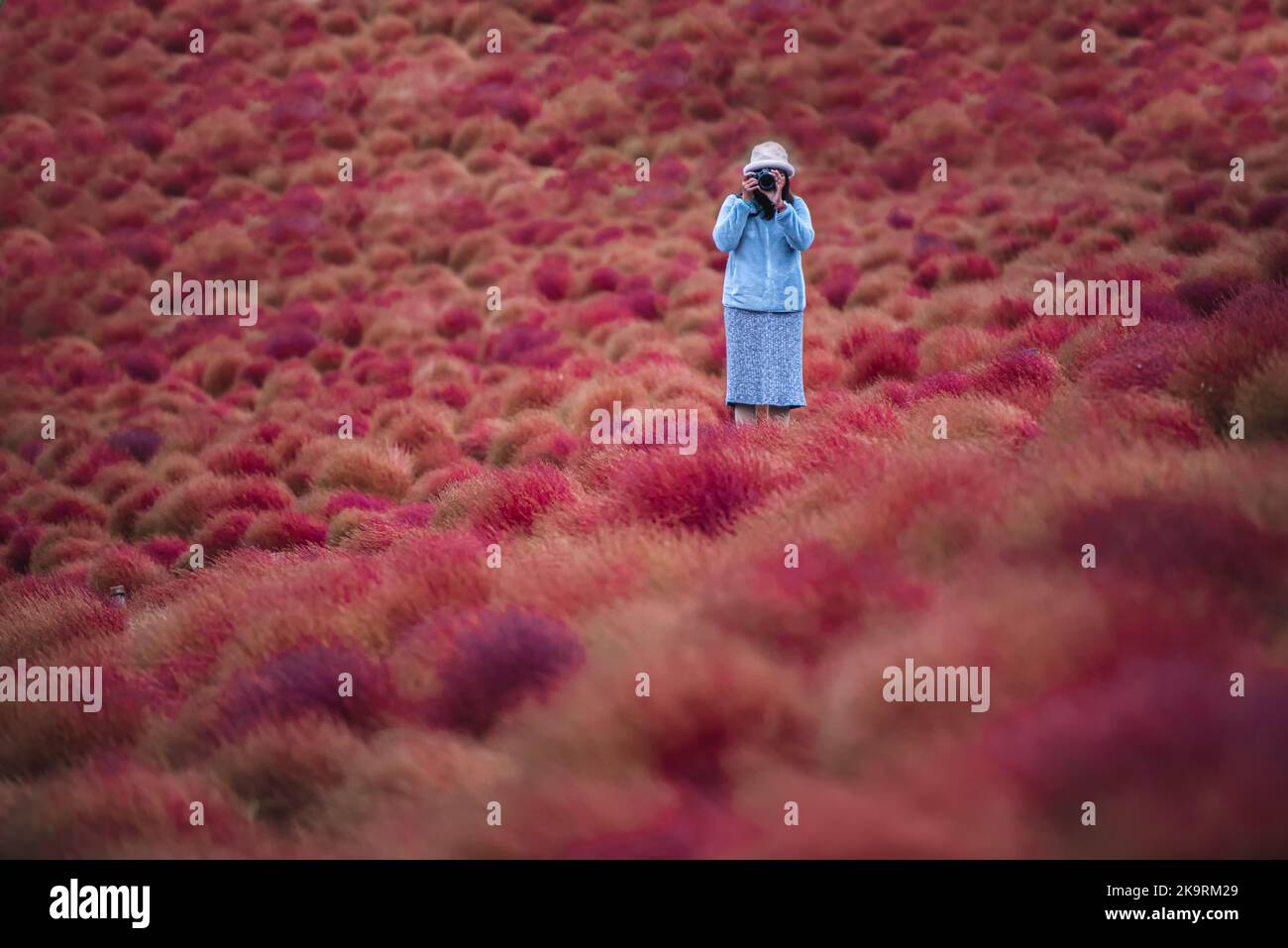 Young woman taking a photo at the Red Kochia Scoparia field in Hitachi ...