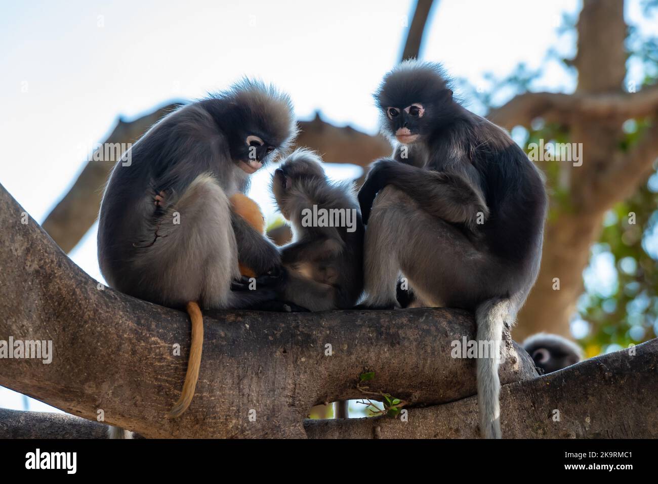 Cute spectacled langur sitting on the tree in the forest of Thailand ...