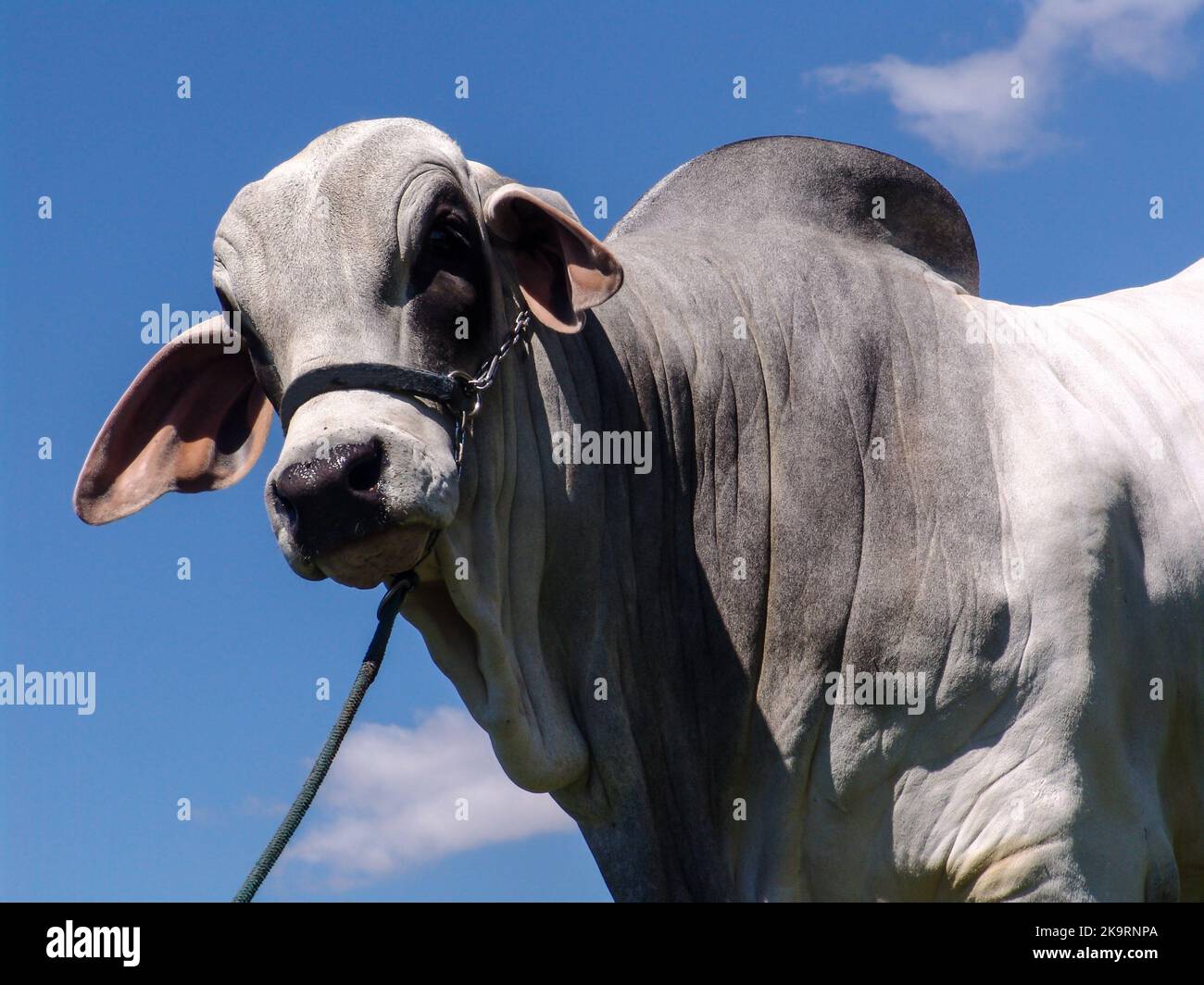 brahman bull on a farm for genetic improvement of beef cattle in Brazil ...