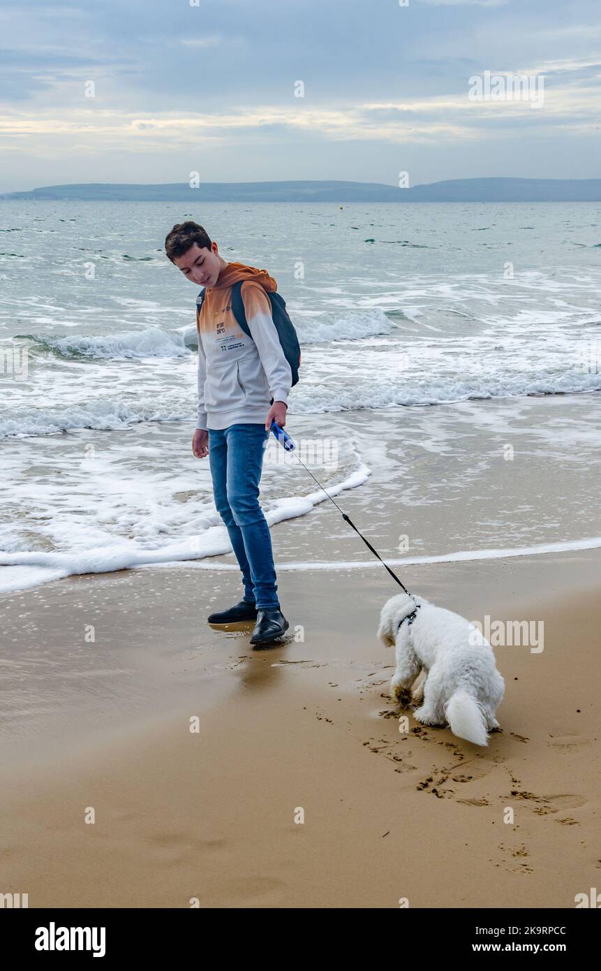 A boy walks his small, white cavapoo do along the water's edge on ...