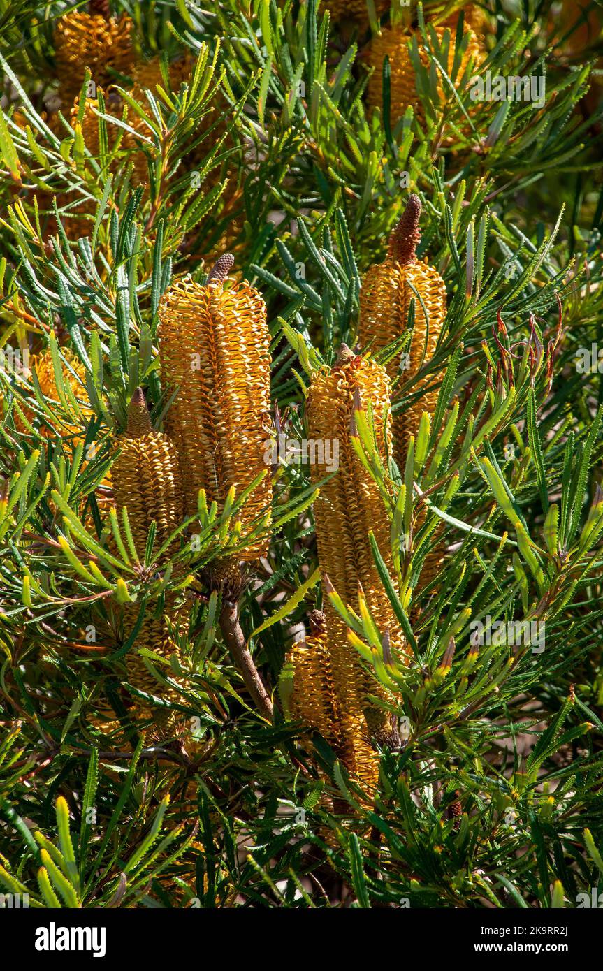 Sydney Australia, banksia ericifolia or Heath banksia flower cones ...