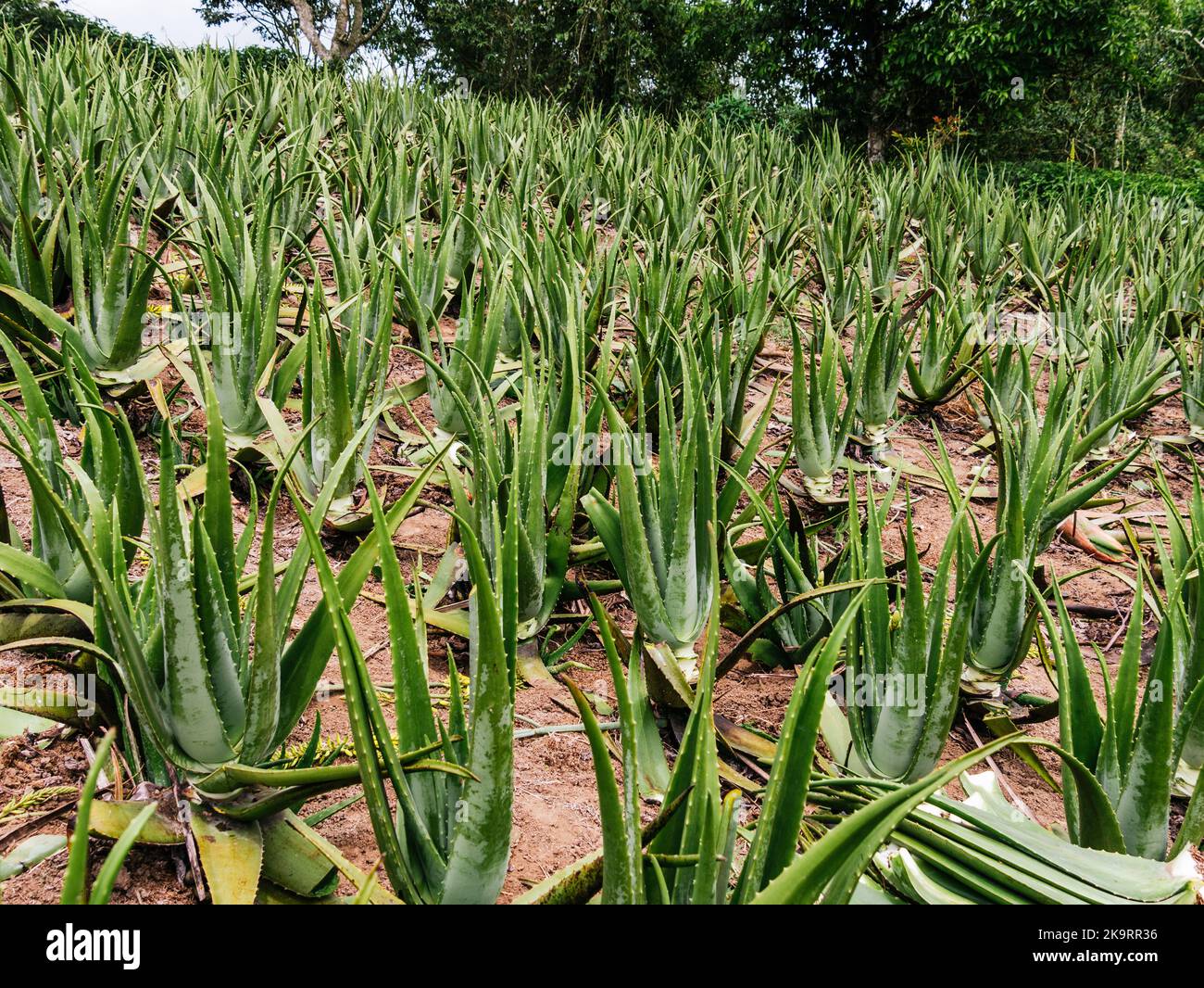 Aloe Vera fresh leaf , natural in farm garden, Plantation ingredient ...