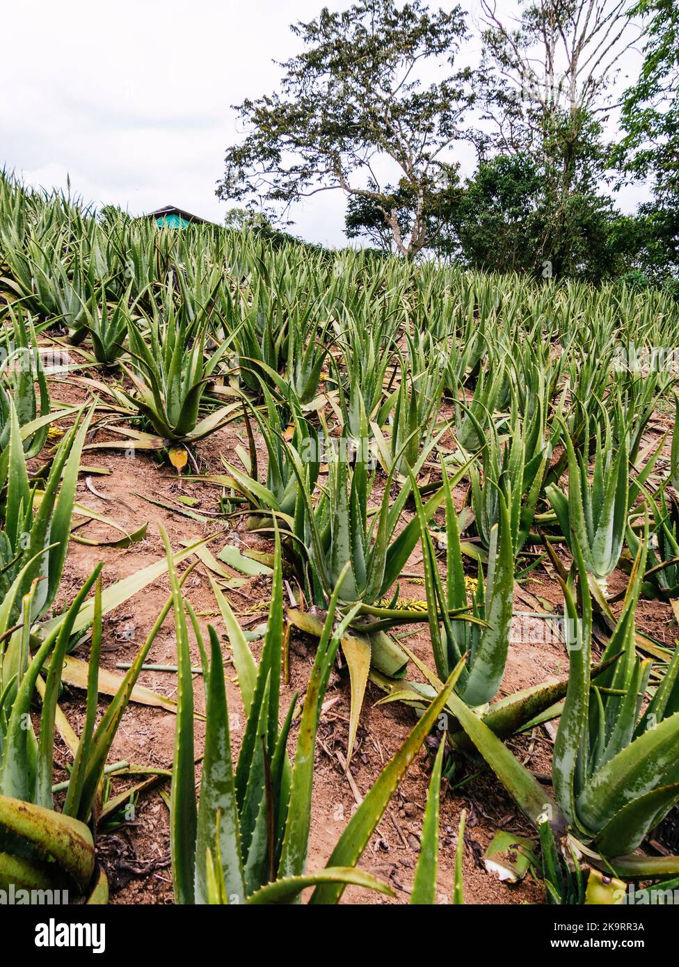 Aloe Vera fresh leaf , natural in farm garden, Plantation ingredient ...