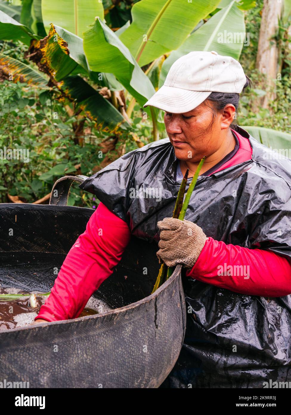 Aloe Vera fresh leaf , natural in farm garden, Plantation ingredient ...